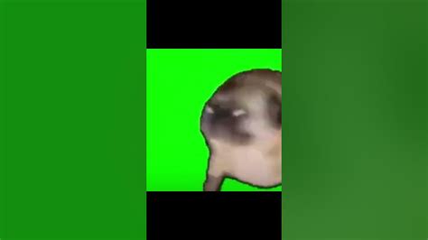 Pug Dancing Youtube
