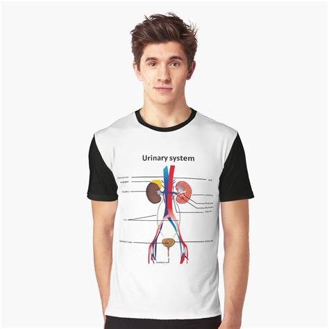 Urinary System Poster Educational Poster For Medical Science