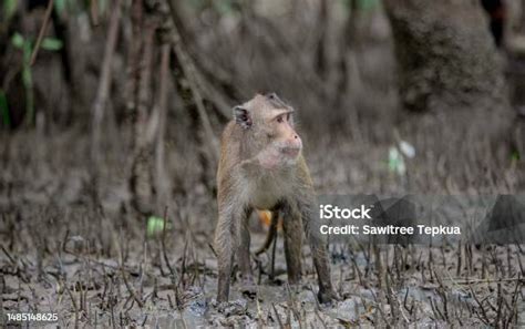Monyet Kecil Berjalan Di Atas Tanah Liat Lumpur Di Hutan Bakau Foto