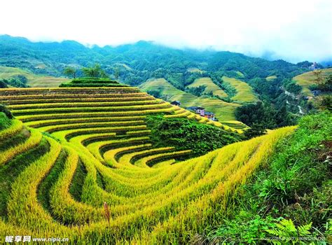 龙胜龙脊梯田风光摄影图 自然风景 自然景观 摄影图库 昵图网