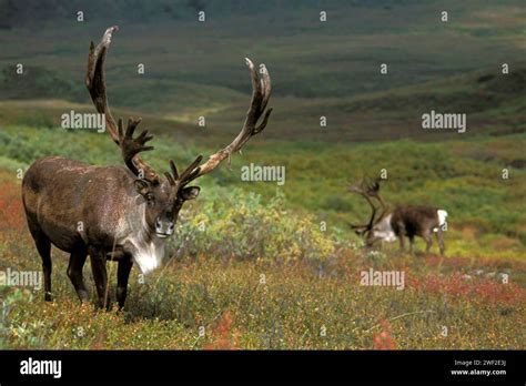 Caribou Raner Tarandus Feeding On Vegetation In Denali National