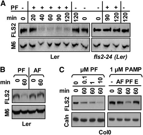 Sensitivity To Flg22 Is Modulated By Ligand Induced Degradation And De Novo Synthesis Of The