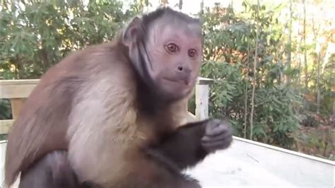 宠物解说：这些猴子的行为，让人类非常讨厌？ Youtube