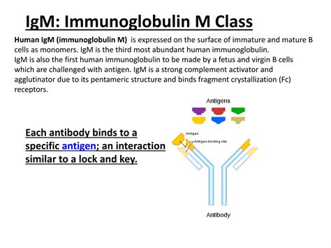 What Is An Antibodyimmunoglobulins Classes And Sub Classes Ppt