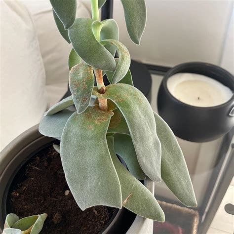 Crassula Multicava Bleeding Heart Plant Care Water Light Nutrients Greg App 🌱