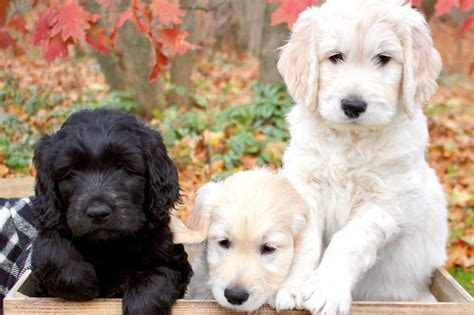 20 Goldendoodle Colors And Markings With Pictures