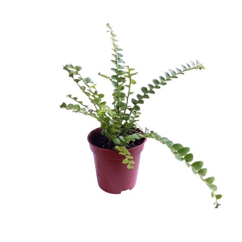Nephrolepis Cordifolia Plants For Terrariums Antderground