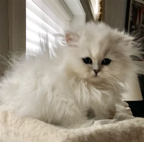Persian Cat Breeders Websites Kittysites Com
