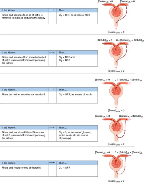 Renal Structure And Function Clinical Tree