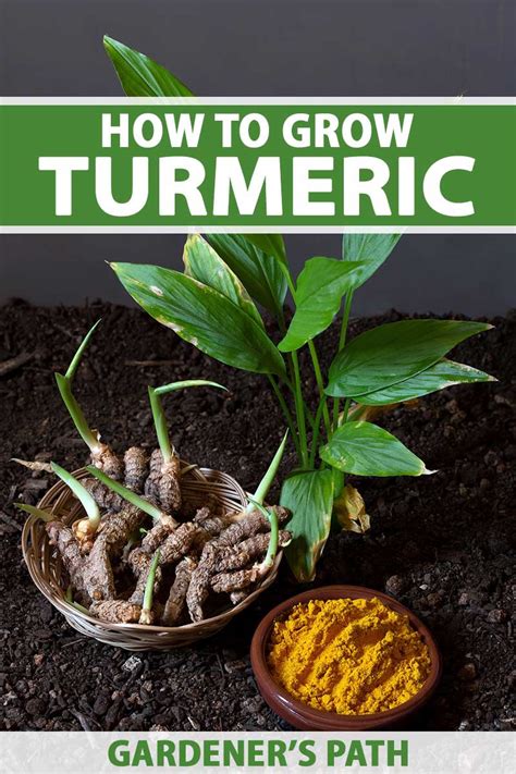 How To Grow Turmeric Plant How To Grow Turmeric Root 17 Apart