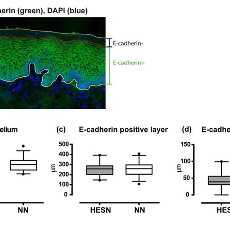 Ectocervical Epithelial Thickness Of Tissue Samples From Hesn And Nn Download Scientific
