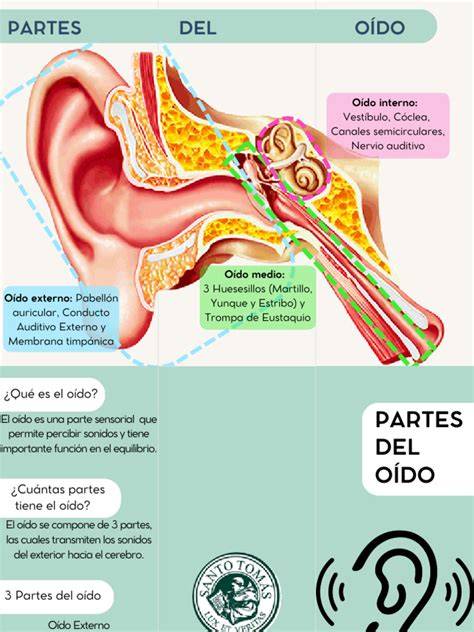 Estructura Del Oído Humano Pdf