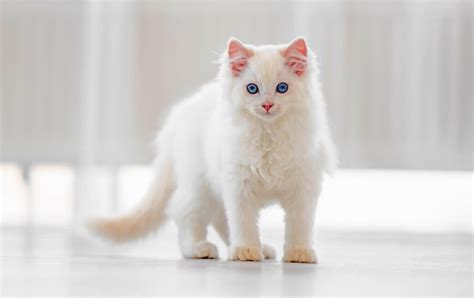 Ragdoll Cat In Light Room Premium Ai Generated Image