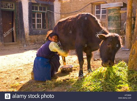 Frau Melkt Die Kuh In Samye Kloster Tibet China Stockfotografie Alamy