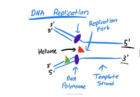 Solved Label A Dna Replication Diagram