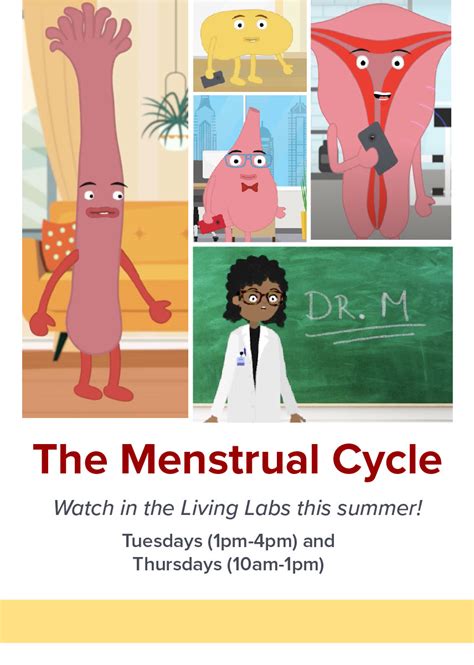 Ovarian Cycle Animation