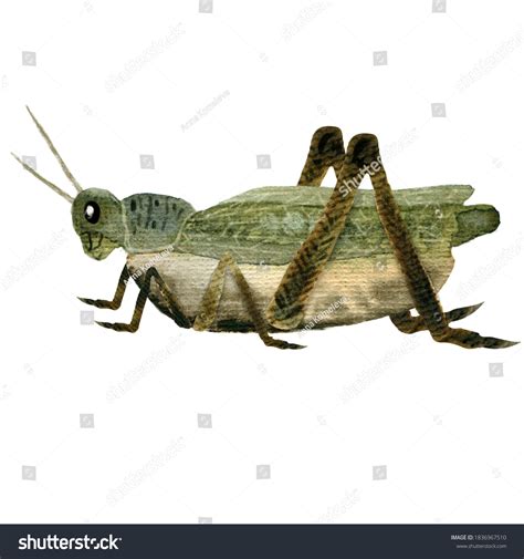 Watercolor Oriental Vintage Grasshopper Elements Japanese Stock