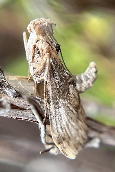 Pyralidae Bugguide Net