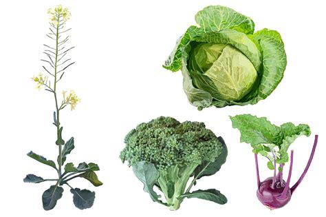 A Feral Past Could Help Chart The Future For Brassica Vegetables