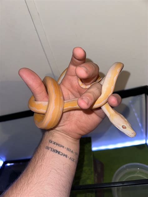 Bioactive Retic Enclosure Reticulated Pythons Morphmarket Reptile Community