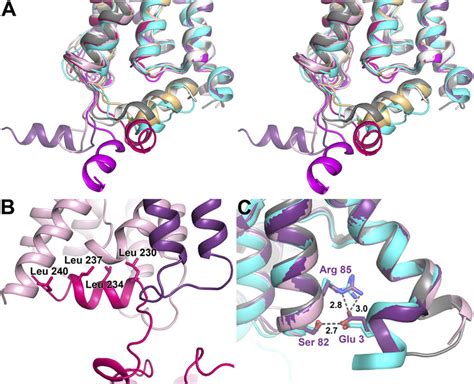 Structure Of The C And N Termini A Stereo Image Of The Four Aqp2