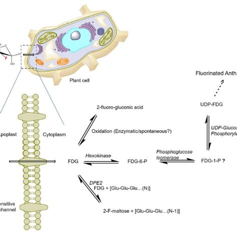 Schematics Of The Potential Route Of Fdg Uptake And Metabolism In