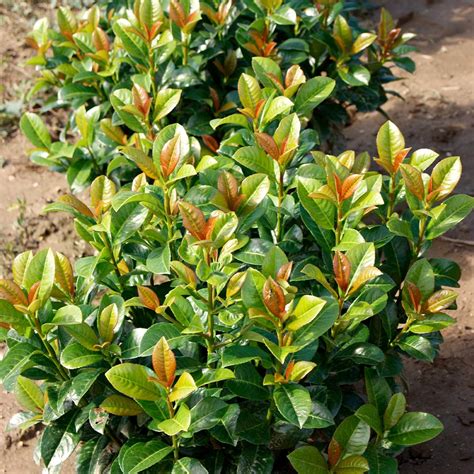 Laurel Shrubs For Sale