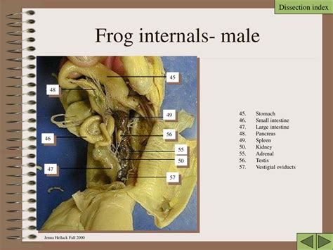 Ppt Frog Dissection Powerpoint Presentation Free Download Id151462