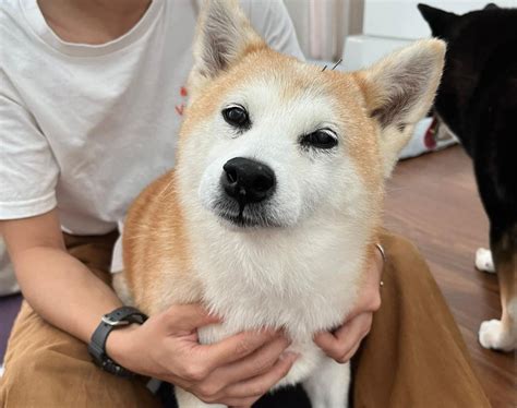 Understanding Canine Cognitive Dysfunction Vetmobile