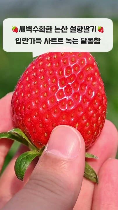 새벽수확 논산 설향딸기🍓👩‍🌾 입안 속 사르르녹는 달콤함 Youtube