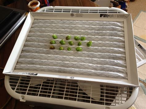 Dunerbrew Harvesting And Drying Home Grown Hops Hops In Florida