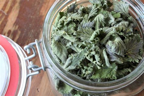 Natural Nettle Leaf Packaging Type Packet At Rs 180kg In Jodhpur