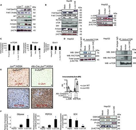 C Jun Inhibits Akt Phosphorylation Via Rictor Downregulation And