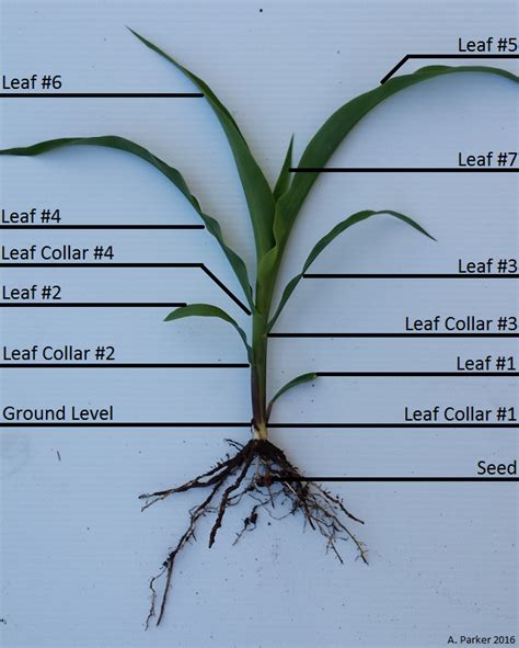 Corn Seedling Diagram Corn Plant Growth Stages