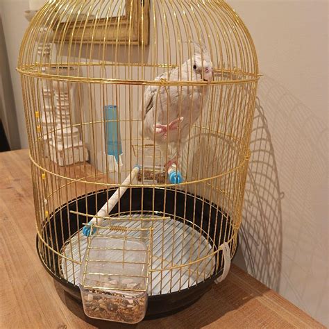 David Grace Ceballos