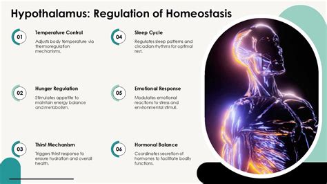 Diencephalon Model Ppt Template Acp Ppt Template