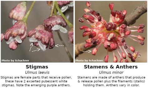 16 Different Types Of Elm Trees And Their Identifying Features