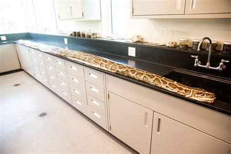 Longest Burmese Python Recorded Caught By Naples Hunter And Friends