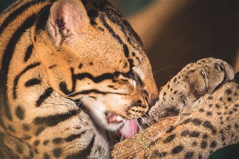 Conservación De Felinos Gran Tierra Energy