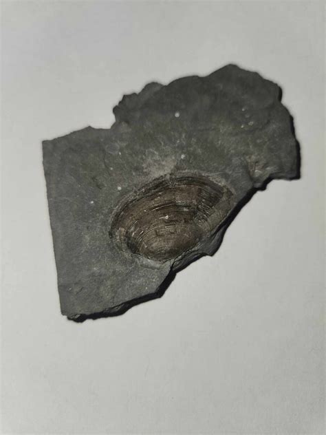 Bivalvia Member Collections The Fossil Forum