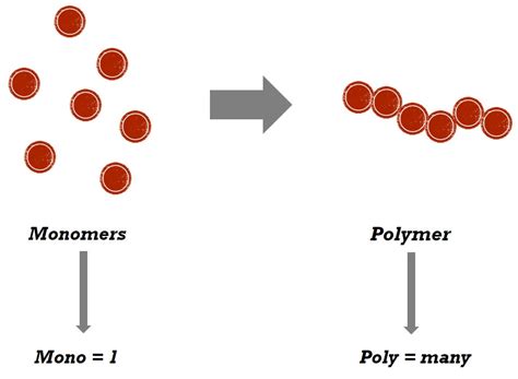 From Monomers To Polymers Biol 1a03