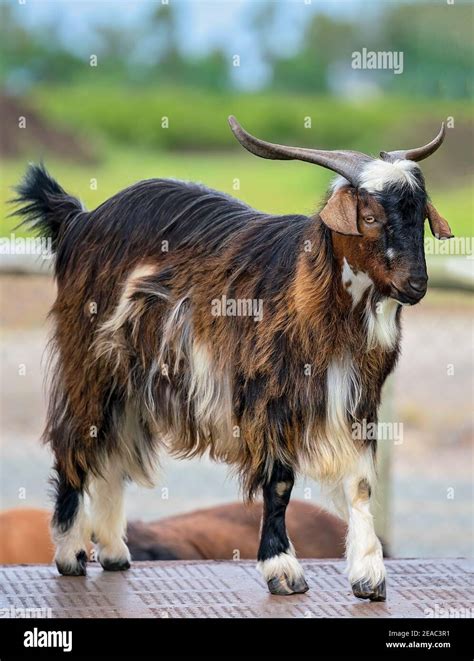 Ziege Mit Langhaarigem Fell Fotos Und Bildmaterial In Hoher Auflösung Alamy