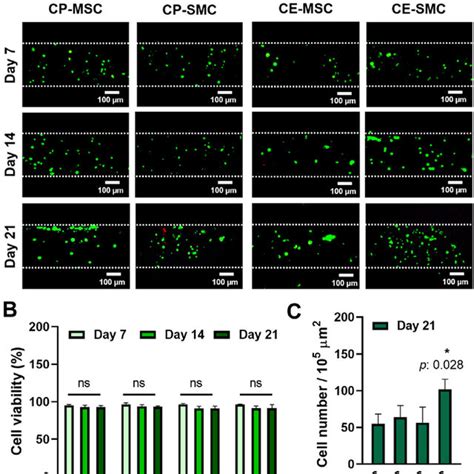 Biocompatibility Of Cell Printing Cp And Cell Electrospinning Ce