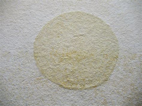 Jurassic Solnhofen Jellyfish 6 Fossils For Sale