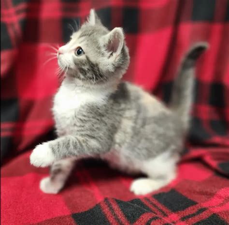 Mountain View Veterinary Clinic Your Caring Local Pet Hospital In