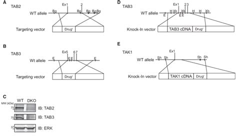 Scheme Of Targeting Strategies For Generation Of Ko And Ki Cell Lines Download Scientific