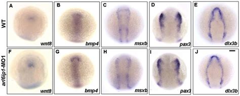 Expressions Of Ectodermal Patterning Factors Appear Normal In