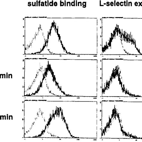 L Selectin Expression And Sulfatide Binding On Peritoneal Neutrophils Download Scientific