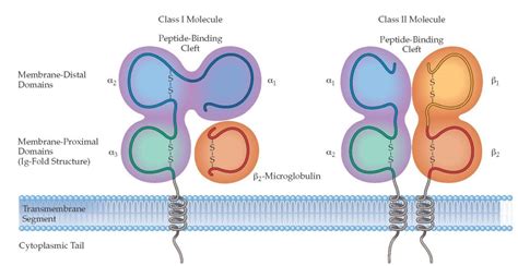 Major Histocompatibility Complex Mhc Structure Types And Functions
