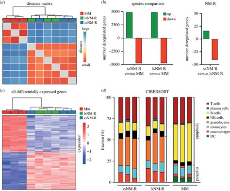 Transcriptomic Analysis Of Nm R And Mouse Spleen A Heatmap